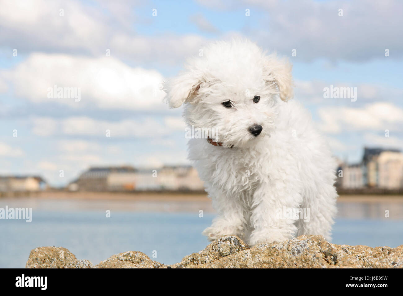 sweet animal pet cloud dog coast puppy cub baby loving paw gaze lovely ...