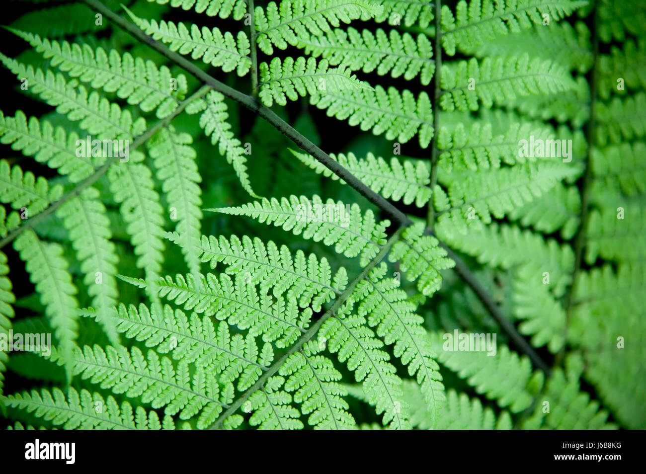 leaf travel america jungle central fern stalk stem lawn green leaves ...