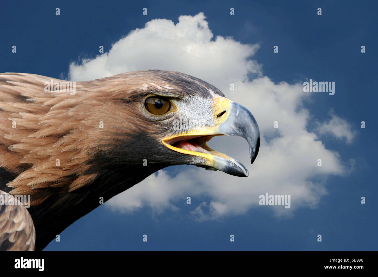 aim goal golden eagle firmament sky fly flies flys flying upstairs bird ...