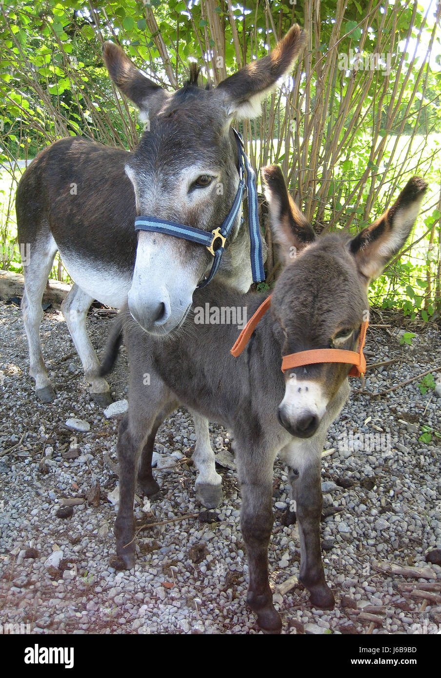 Eien hi-res stock photography and images - Alamy