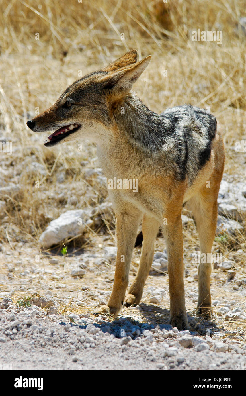 jackal in the etosha national park,namibia Stock Photo - Alamy