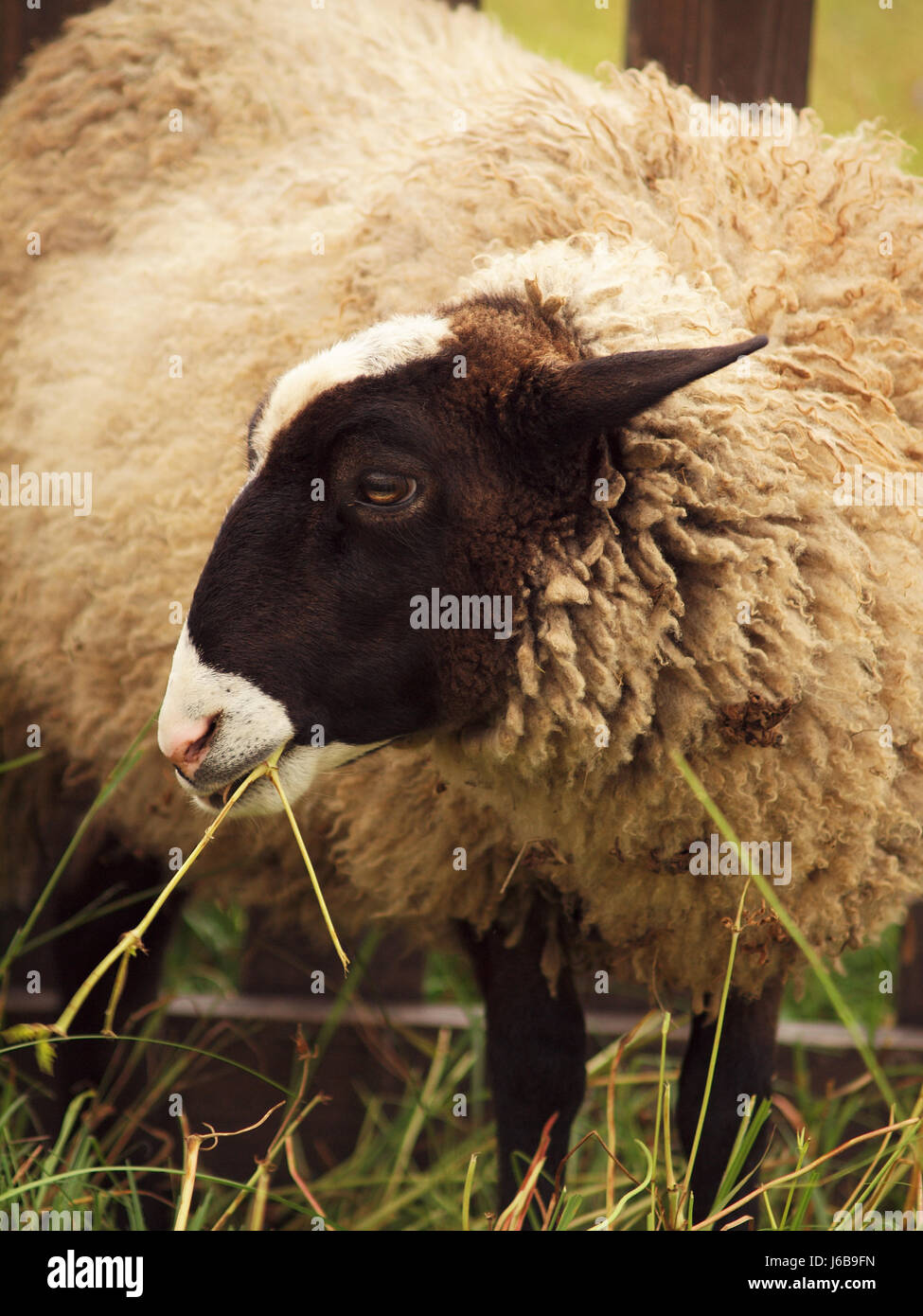 sheep sheep milk wildlife farm cattle country milker homey domestic ...