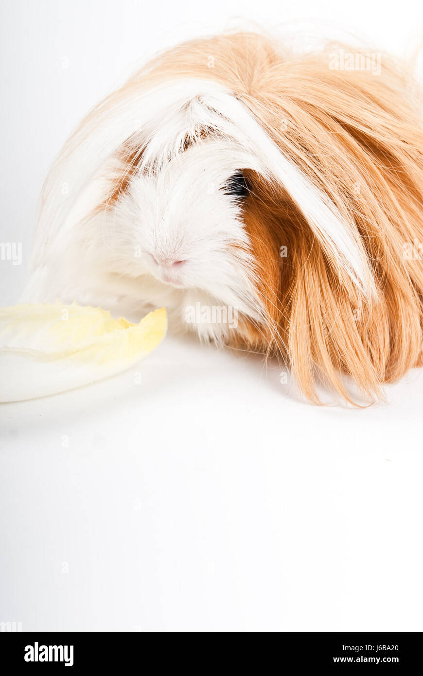 Angora guinea pig hi-res stock photography and images - Alamy