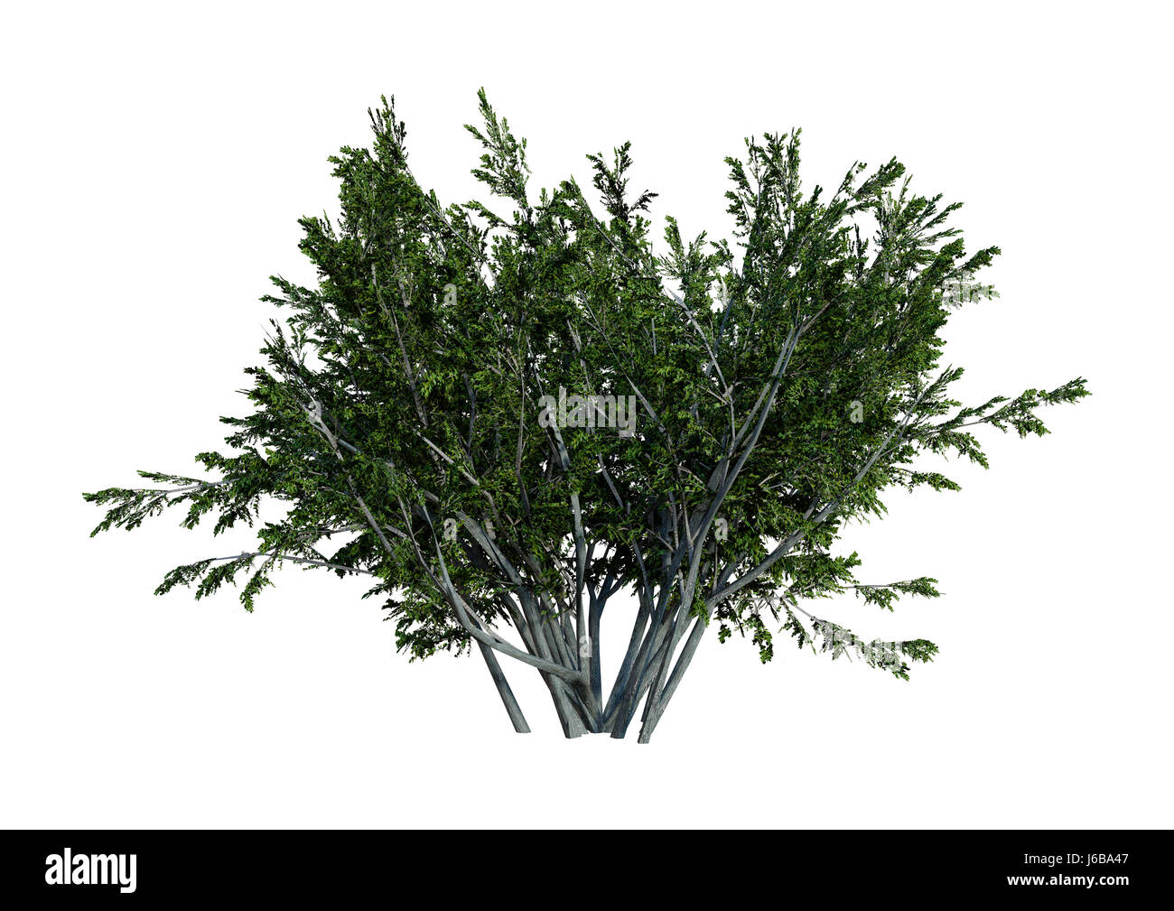 3D rendering of a creosote bush or Larrea tridentata or greasewood or ...