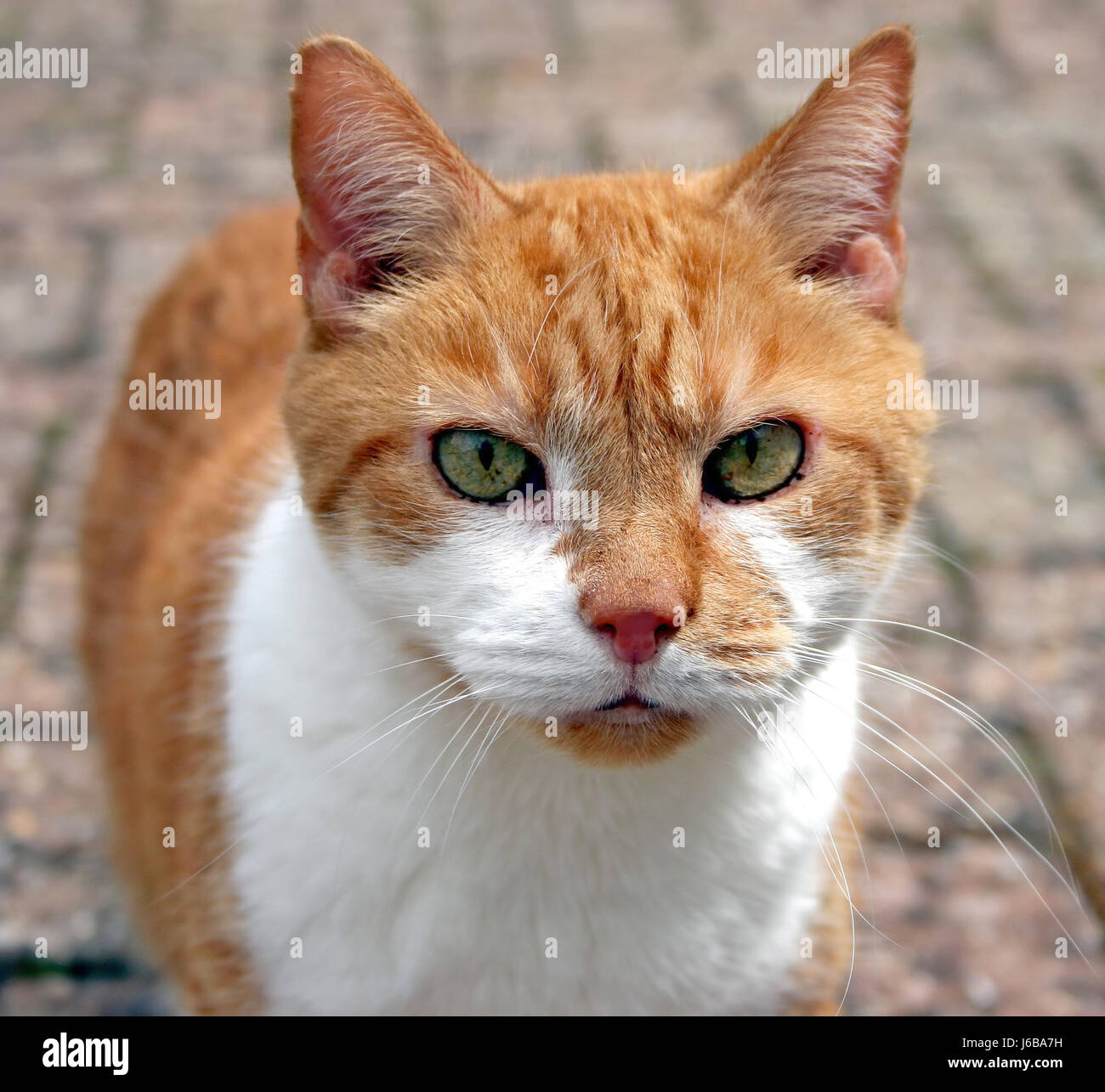 pet pussycat cat domestic cat cat animal pet white animals cute ...