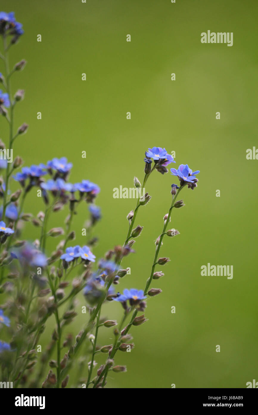 blue garden flower plant bouquet violet gardens forget-me-not blue ...