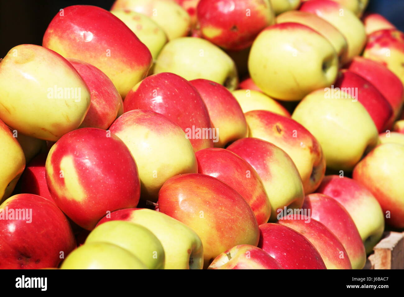 food aliment detail garden agriculture farming harvest balance farm ...