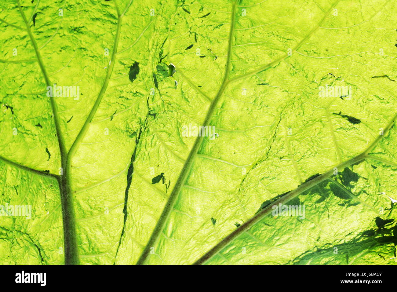 leaf model design project concept plan draft wood leaves flora summer ...