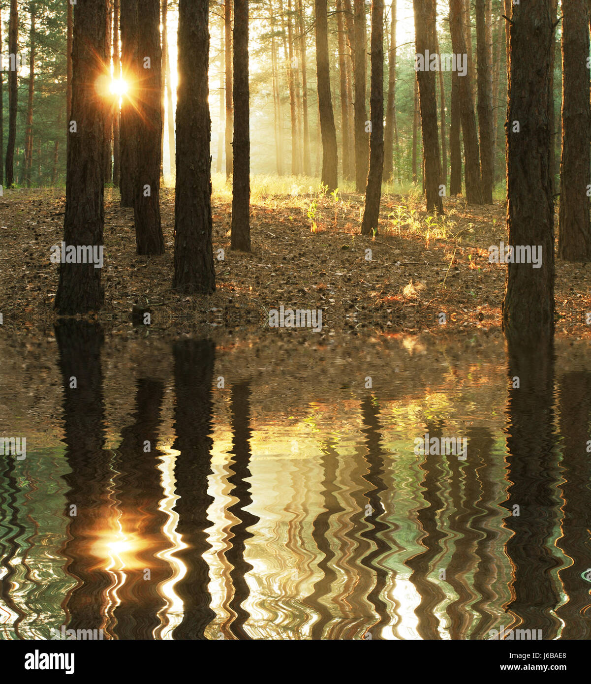 beautiful beauteously nice environment enviroment tree trees park wood ...