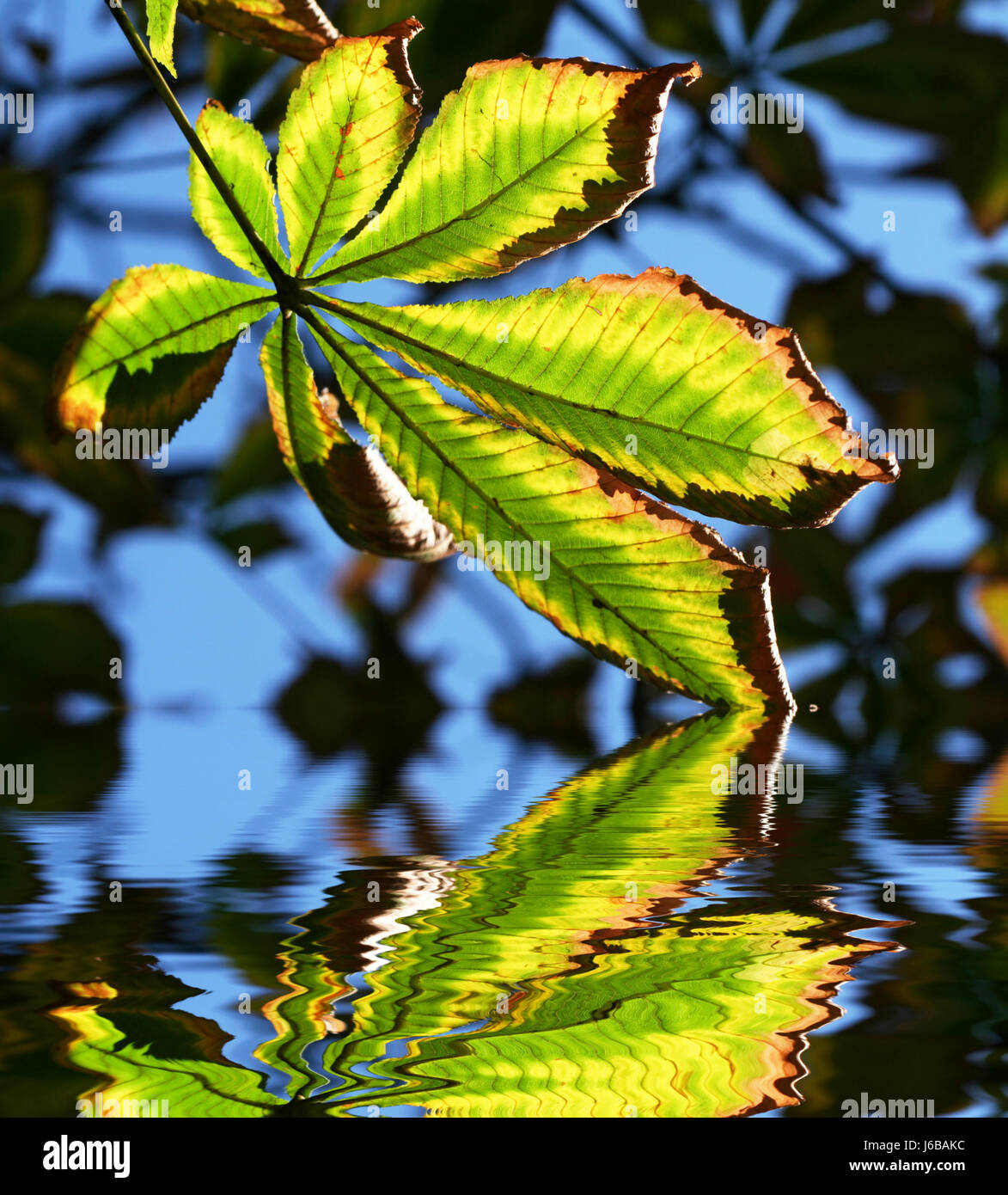 leaf model design project concept plan draft tree wood leaves shine ...
