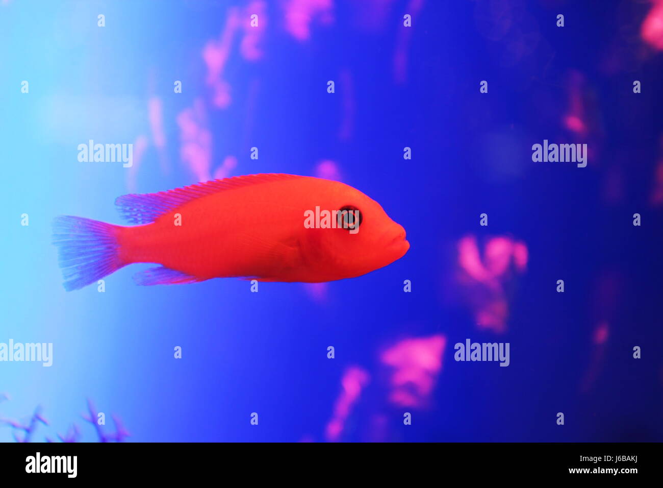 pet aquarium fish fishing under circles fin goldfish aquatic maddening ...