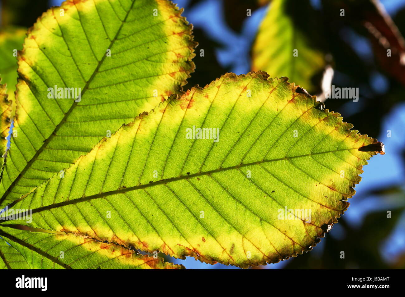 leaf model design project concept plan draft tree wood leaves shine ...