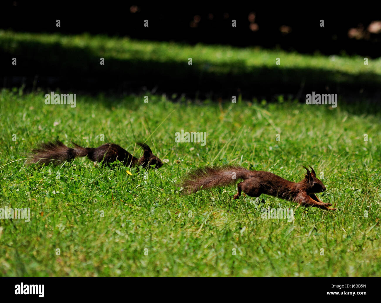 animal squirrel rot red step tier animal green wild wildlife squirrel ...