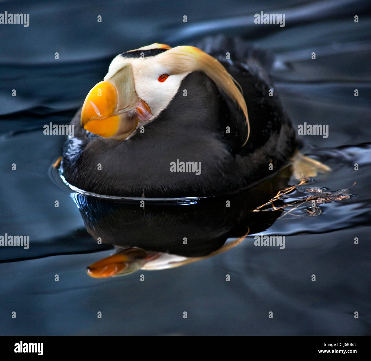 reflection swimming alaska swiming swim swims to do the crawl beautiful ...