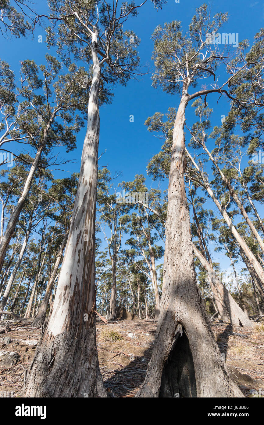 Beautiful landscape view from the hiking trail in Maria Island National ...