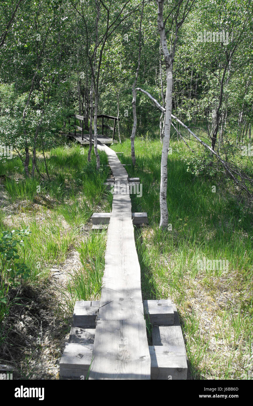 park bridge trail walkway path way outdoors forest walk go going ...