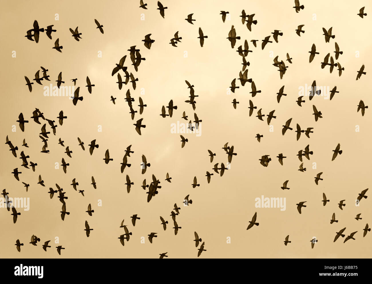 animal bird wild firmament sky backdrop background fly flies flys ...