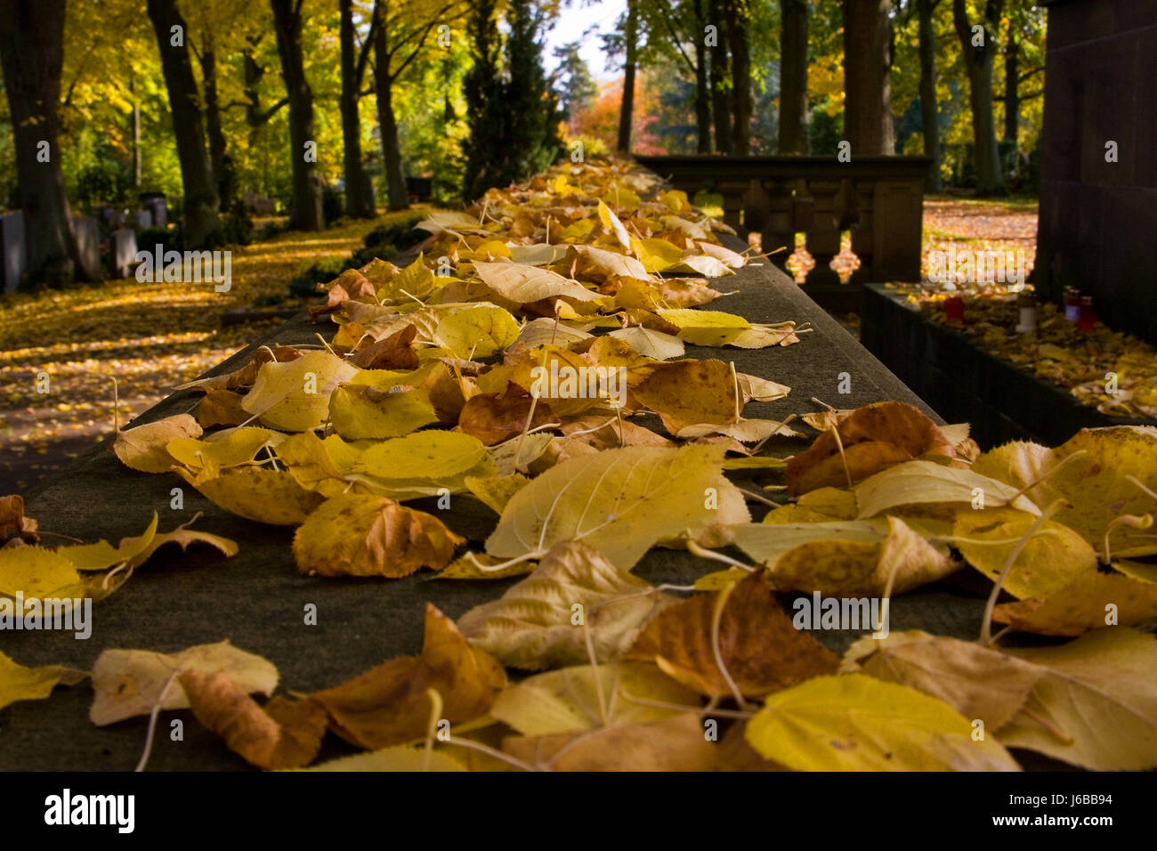leaves october november foliage nature fall autumn tree park leaves ...