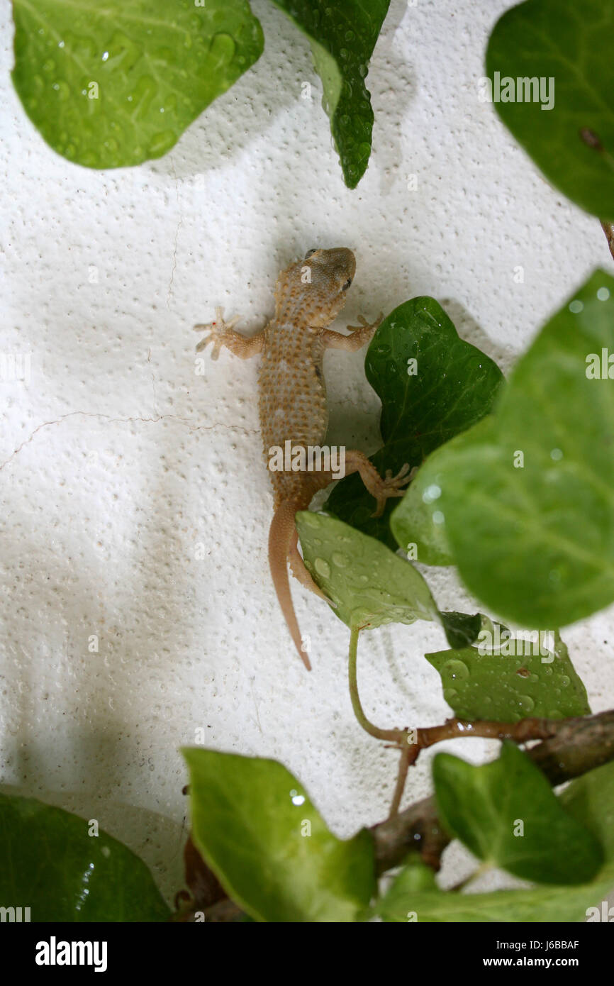 Mauergecko hi-res stock photography and images - Alamy