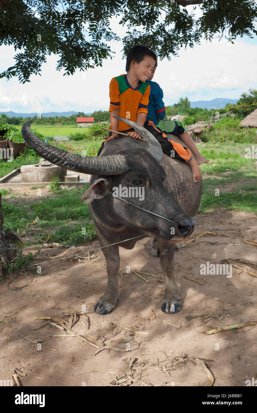 Water buffalo and boys hi-res stock photography and images - Alamy
