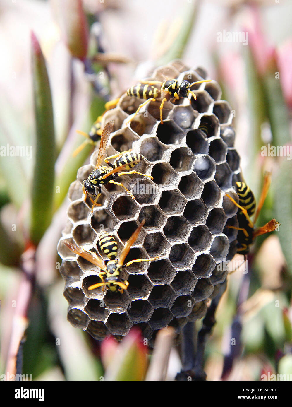 Insekteninvasion hi-res stock photography and images - Alamy