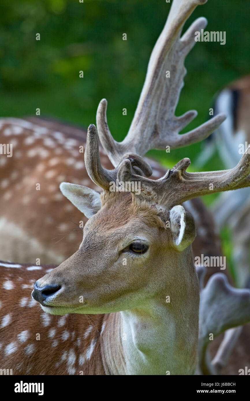 Roe deer fur skin hi-res stock photography and images - Alamy