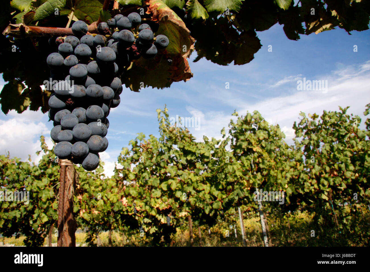 tree field country vine grape vine grape-vine scenery countryside ...