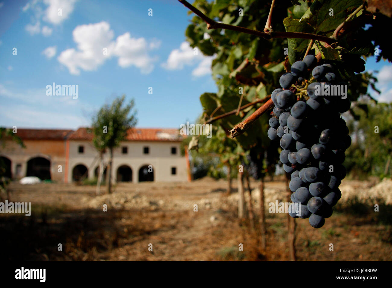 tree field country vine grape vine grape-vine scenery countryside ...