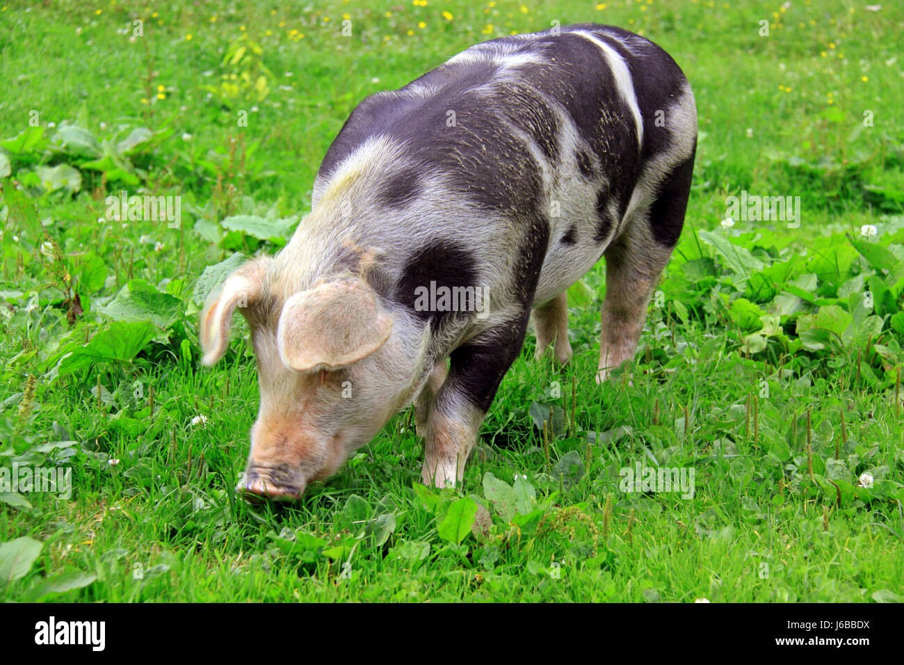 Almschwein hi-res stock photography and images - Alamy