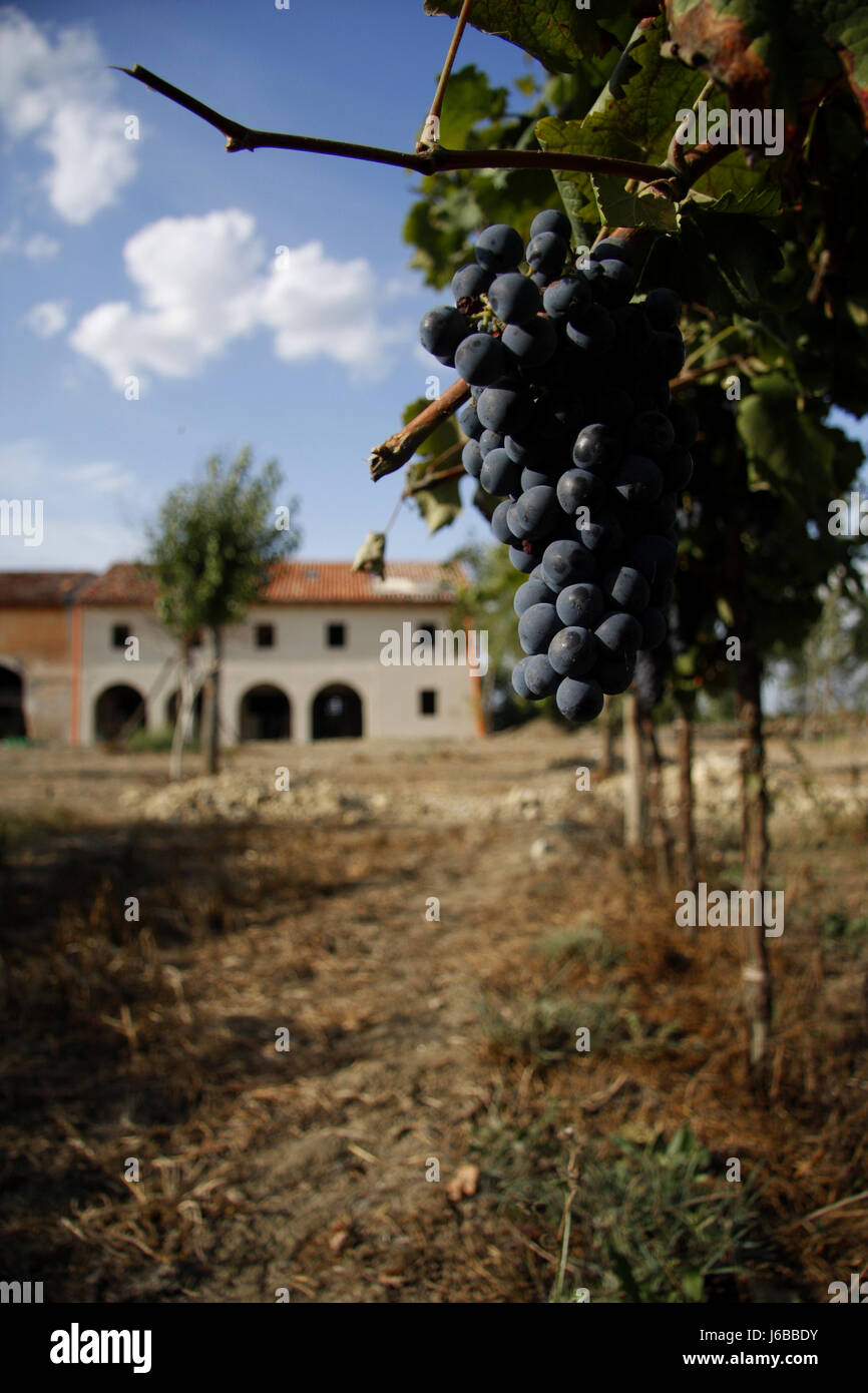 tree field country vine grape vine grape-vine scenery countryside ...