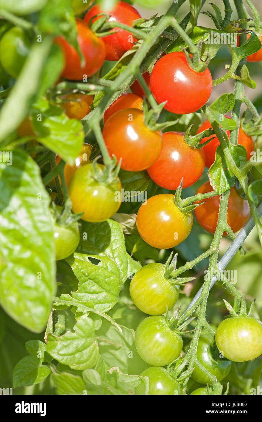 leaves ripe cherry stalk stem tomato vine grape vine grape-vine ripen ...