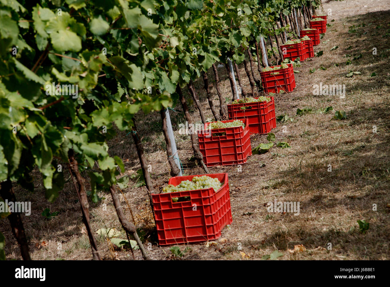 tree field country vine grape vine grape-vine scenery countryside ...