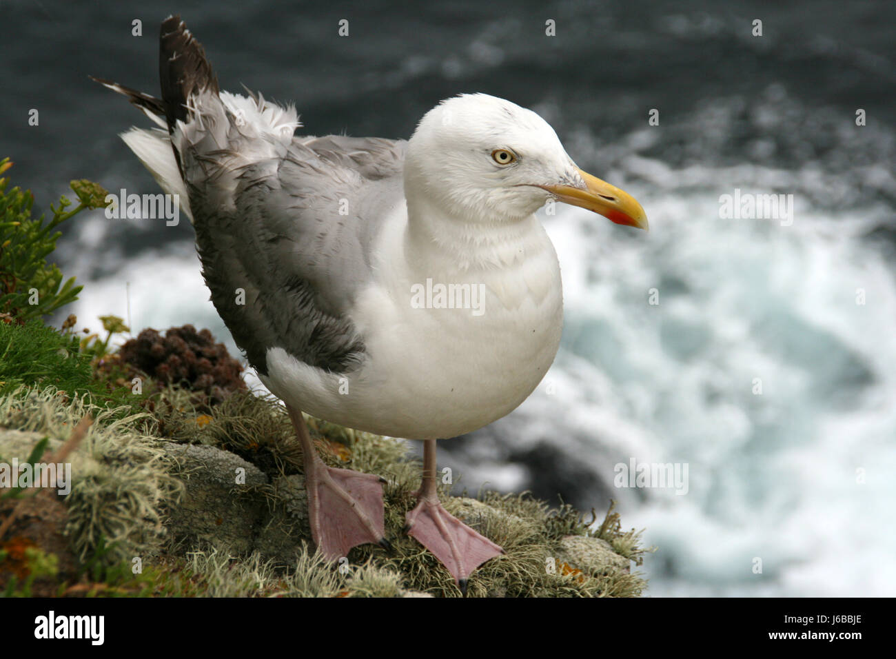 bird birds atlantic ocean salt water sea ocean water france coast bird ...