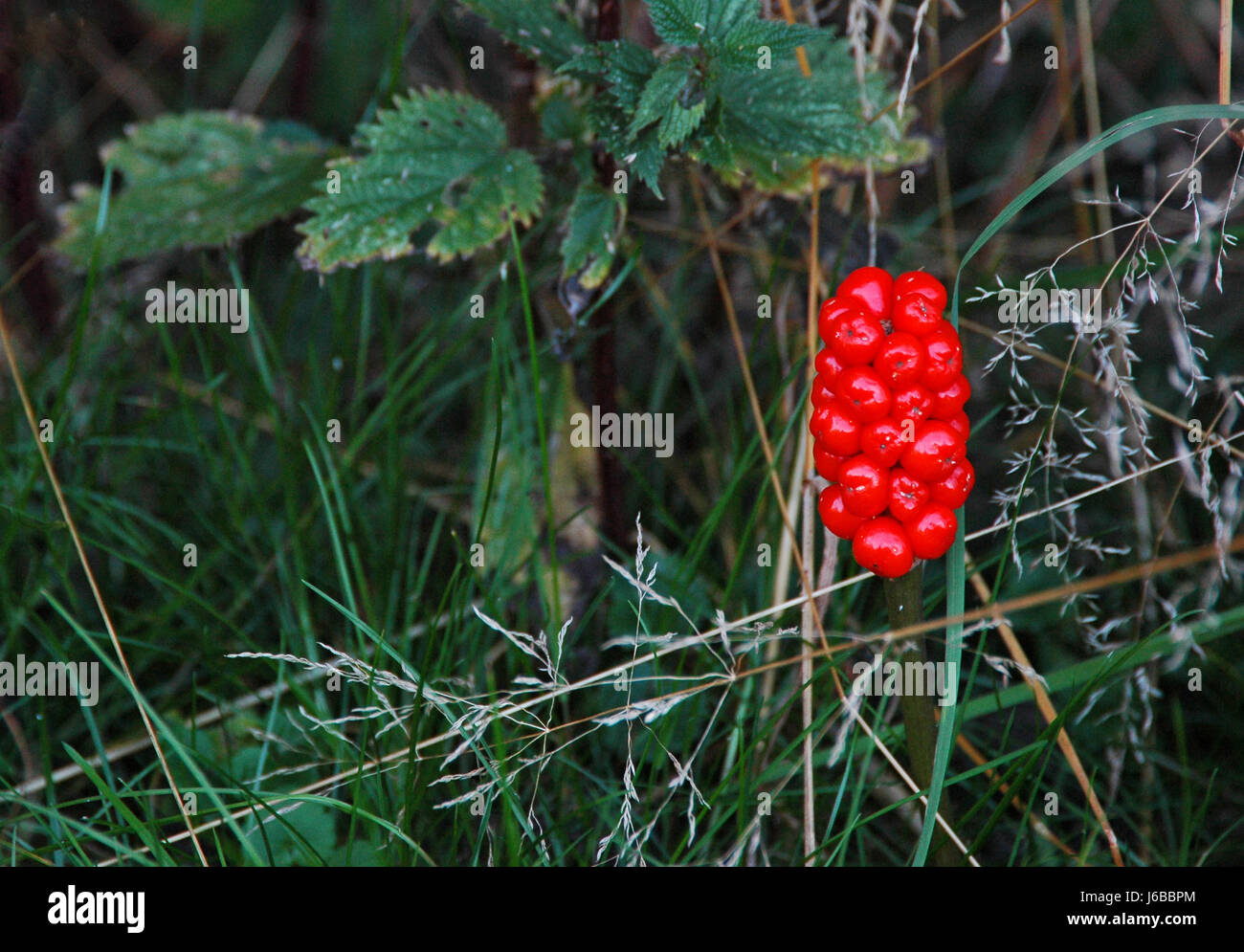 berry toxic poisonous stalk berries berry toxic poisonous plant ...