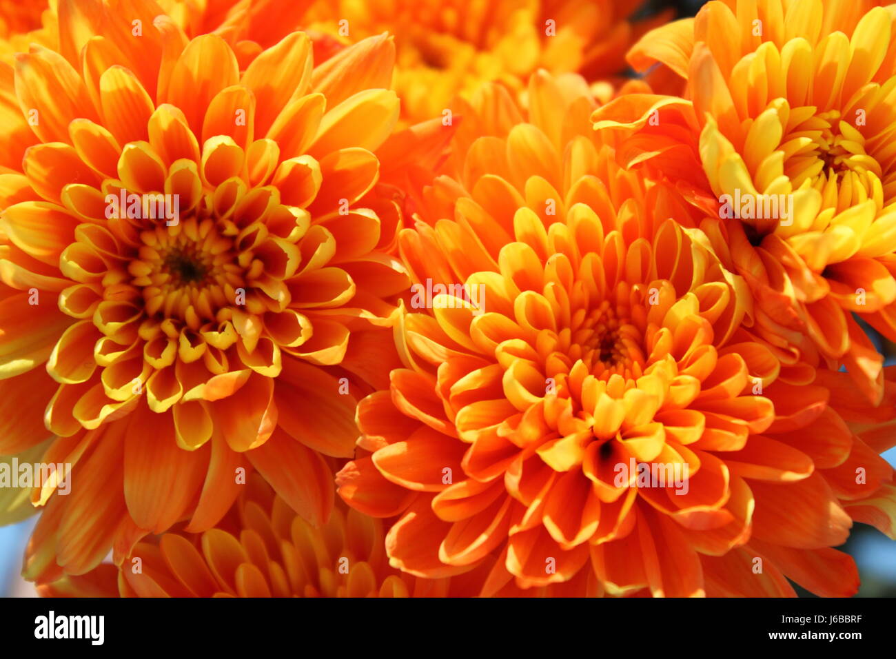 orange shine shines bright lucent light serene luminous coloured ...