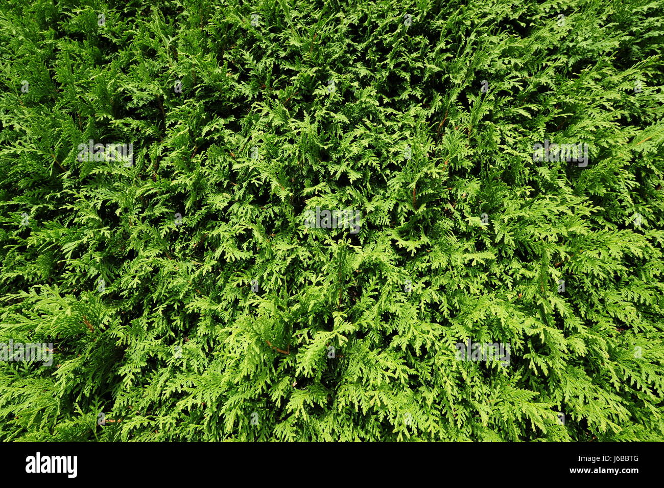 hedge dense grown high pressure area plant nature care impenetrable ...