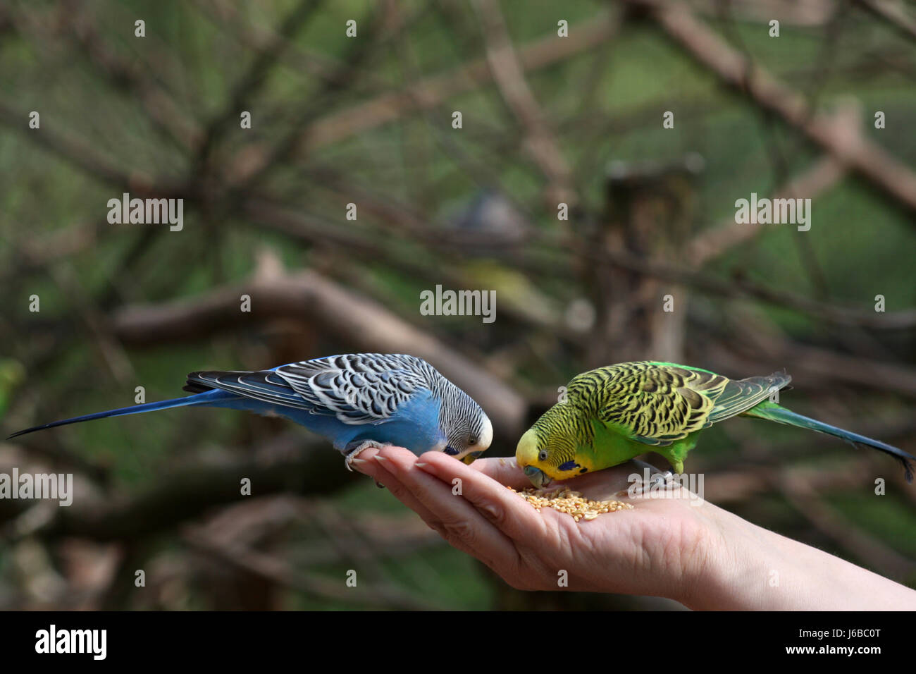 hand green to gorge engulf devour budgerigar parakeet fodder pet bird ...