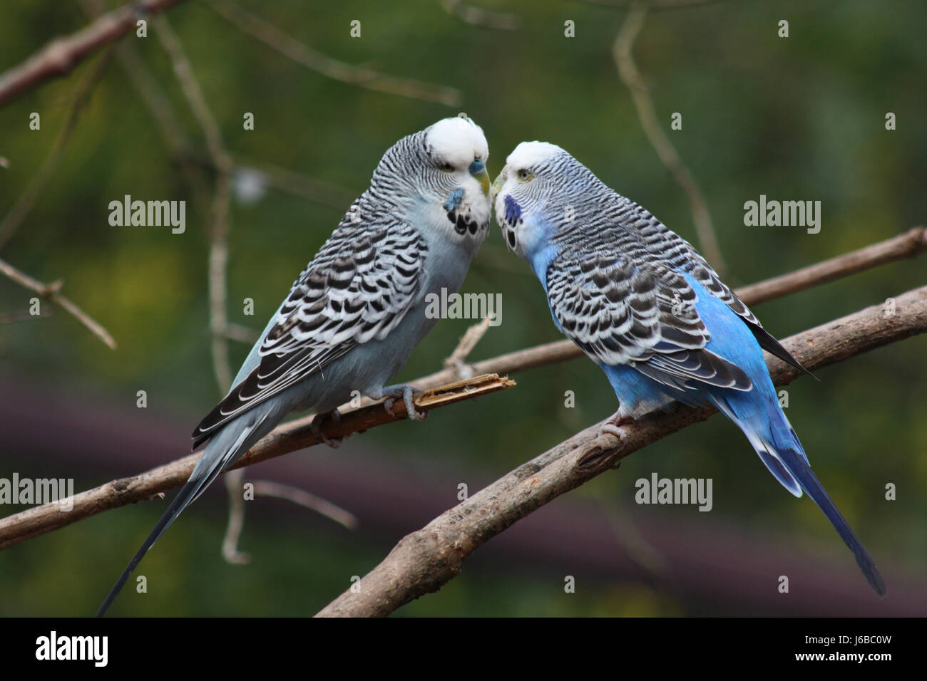 bird birds budgerigar smooch cuddling blue bird green coloured ...