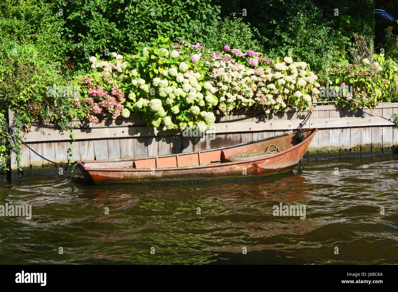 flower flowers plant mirroring water rowing boat sailing boat sailboat ...