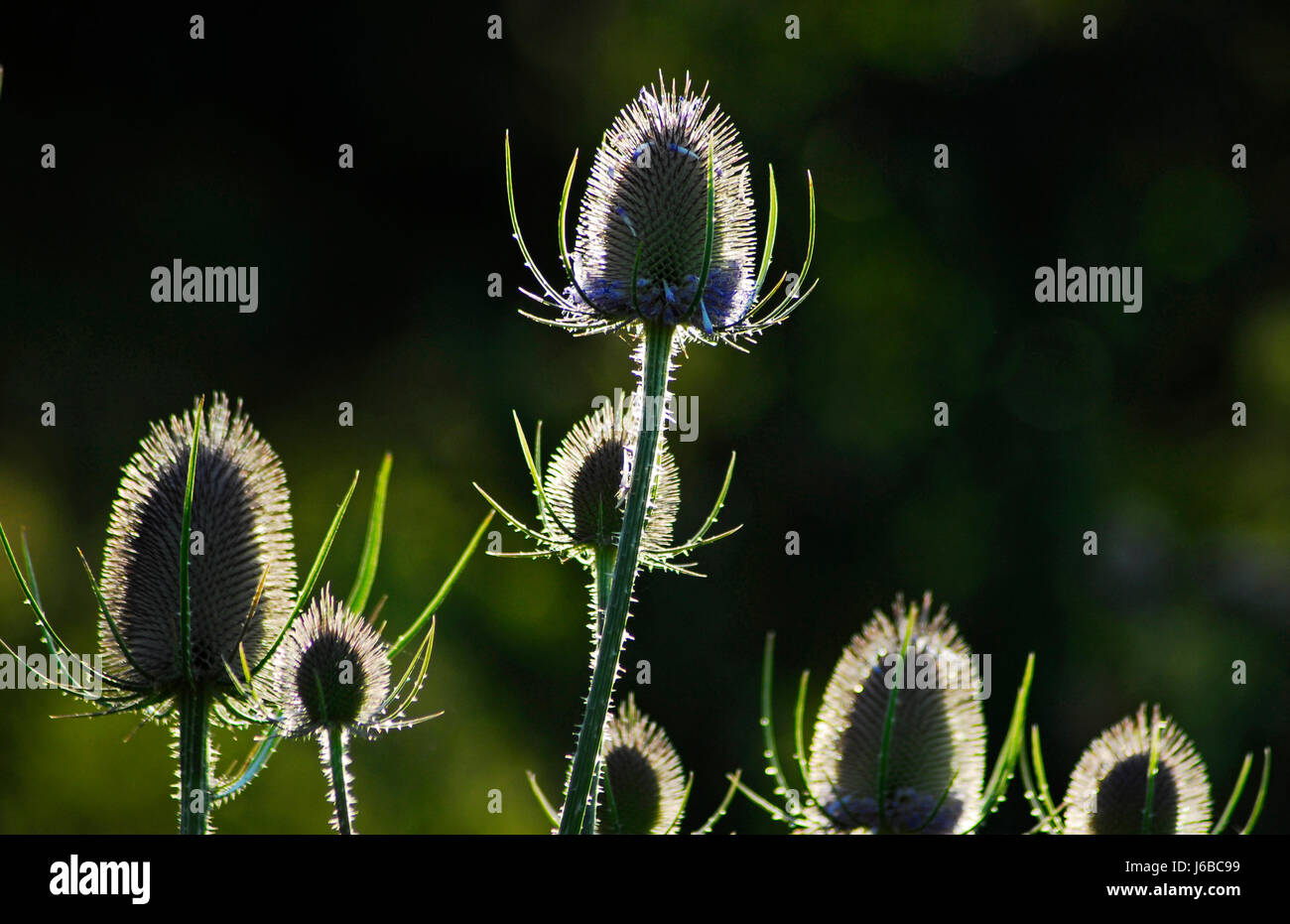Teasel stem hi-res stock photography and images - Alamy