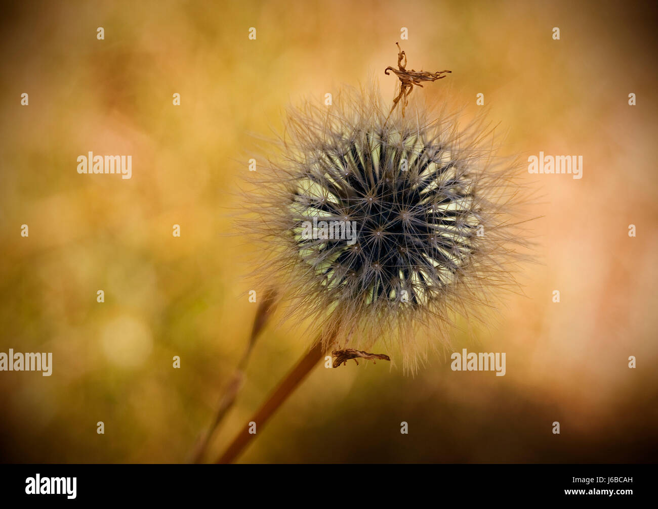 green blowball withers flower plant green bloom blossom flourish ...