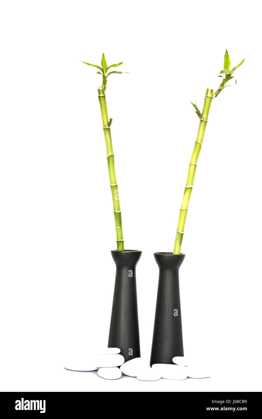 still life bamboo silicic vase still life green black swarthy jetblack ...
