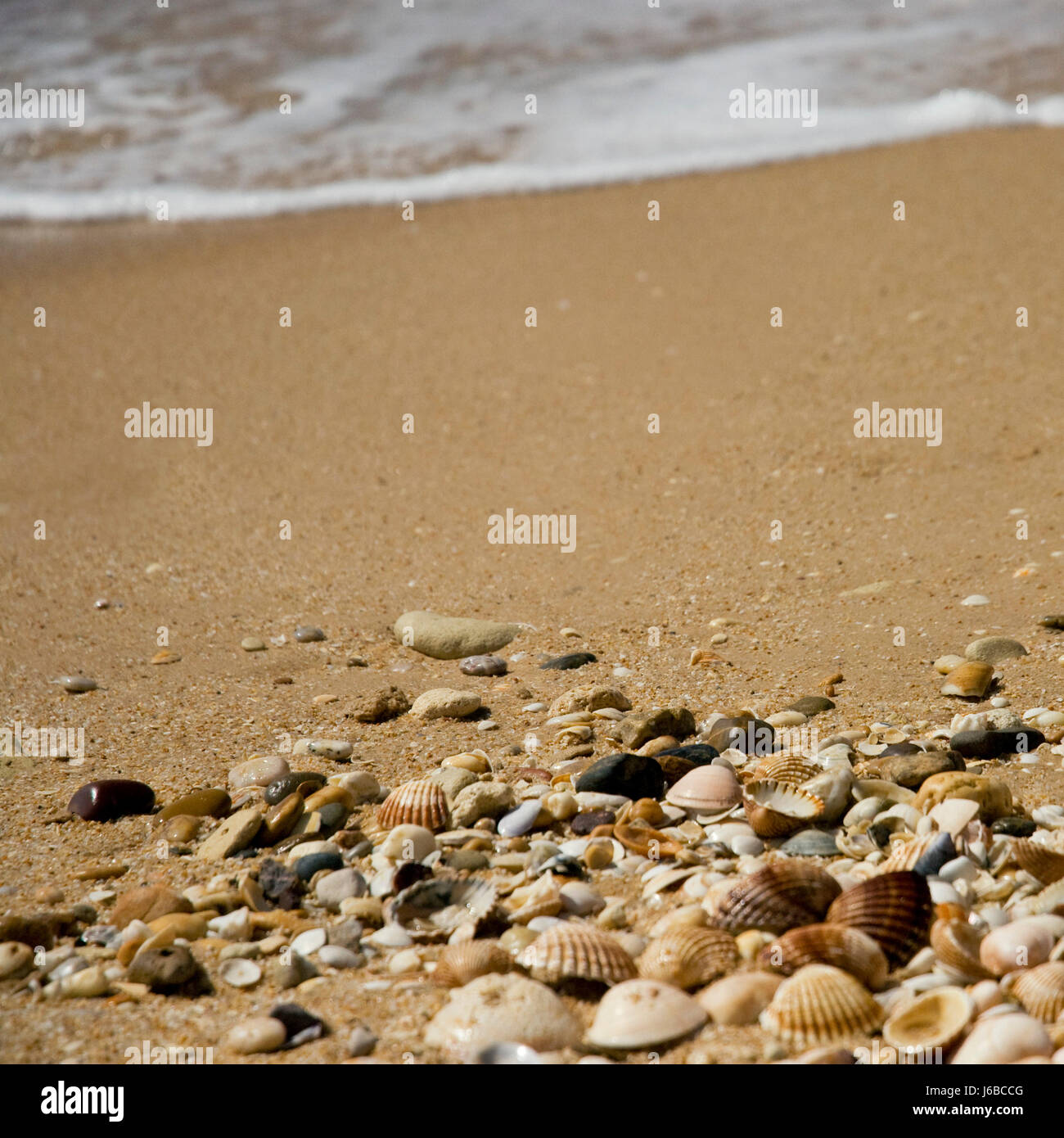 strand detail beach seaside the beach seashore shell collection ...