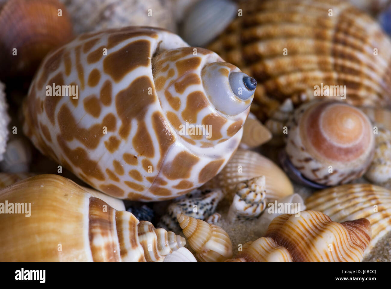 strand detail beach seaside the beach seashore shell collection ...