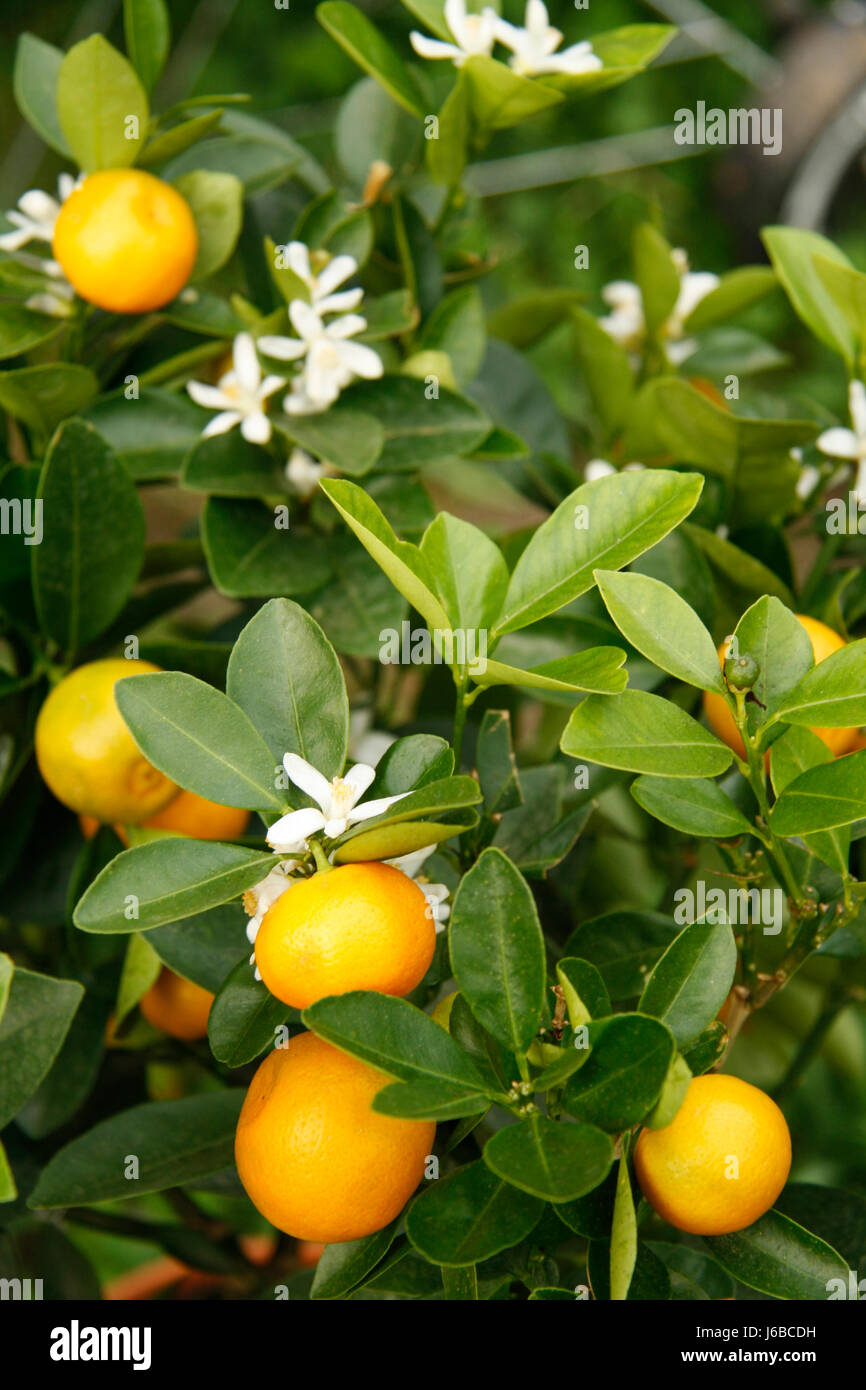 Mandarinenbaum High Resolution Stock Photography and Images - Alamy