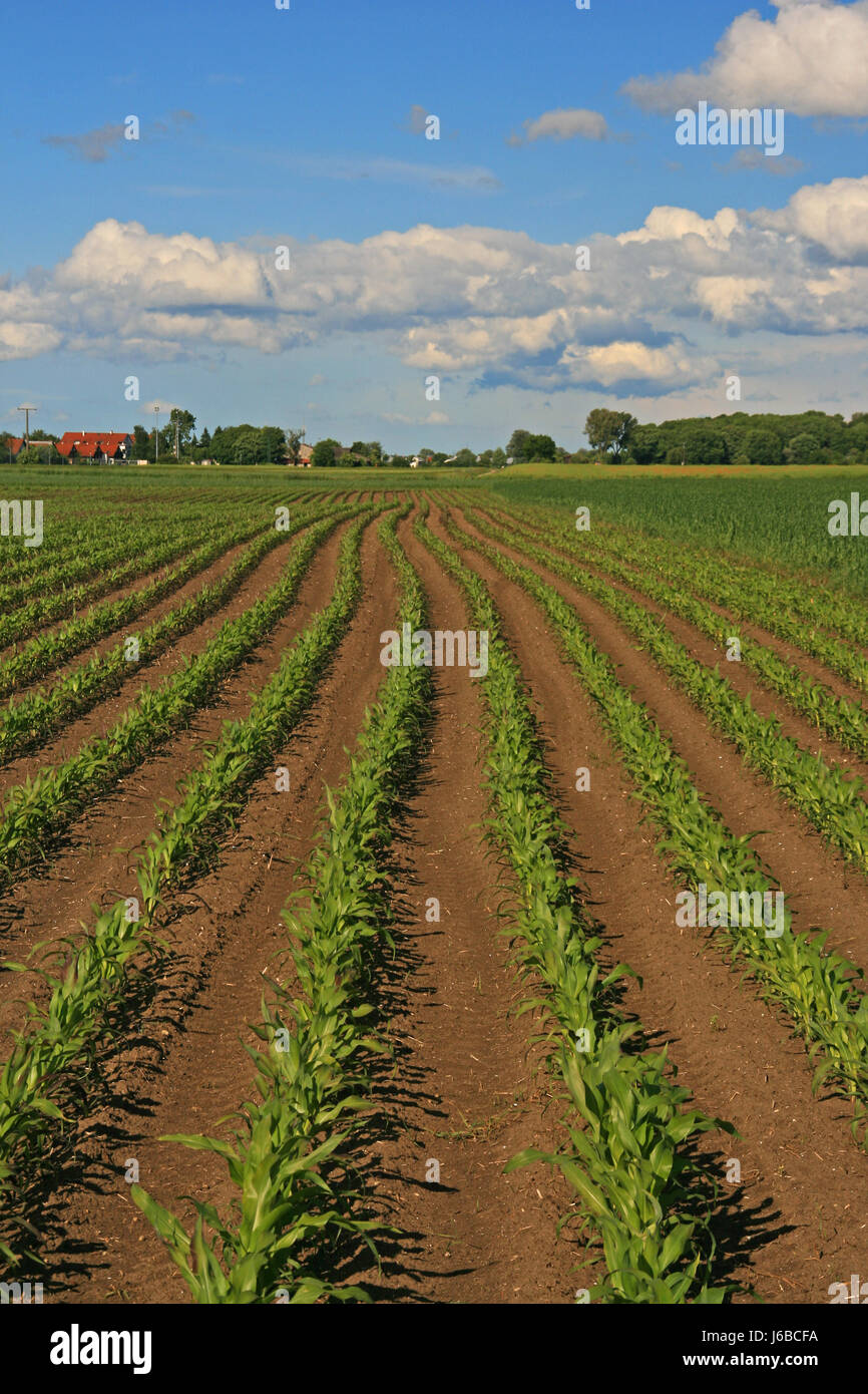 agriculture farming row cultivation corn parallel cornfield corridor ...