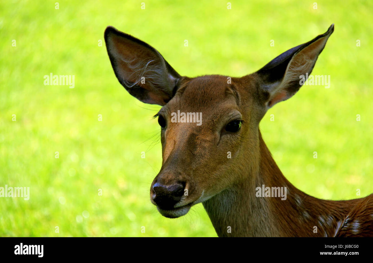 female ruminant hind fallow deer hart stag female mammal portrait ears ...