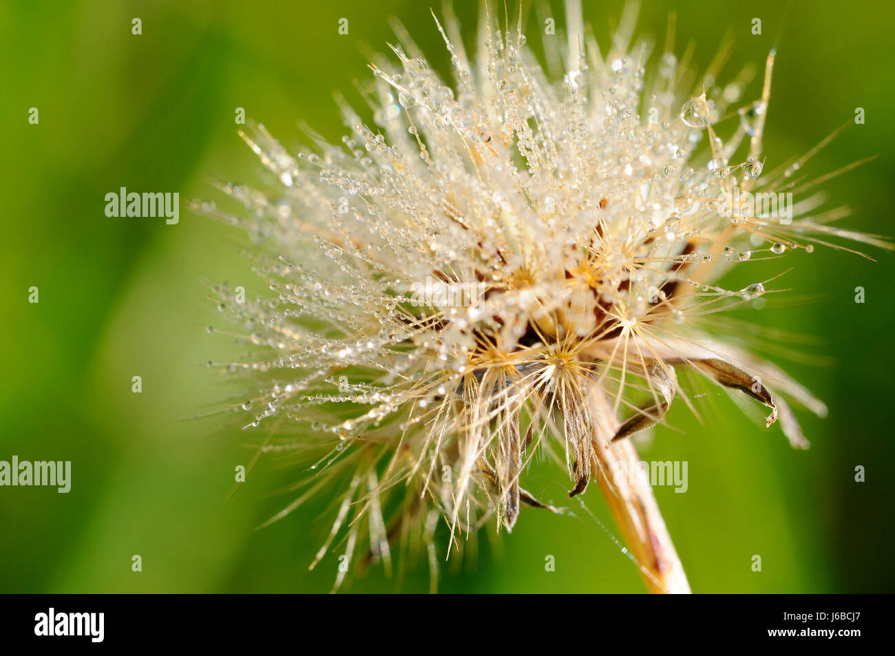 flower plant dewdrop thistle fall autumn flower plant green leaves ...