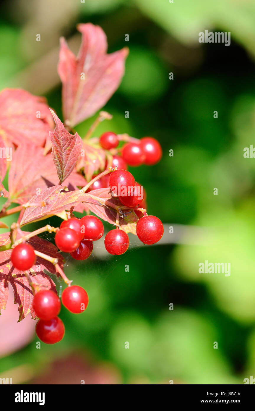 tree shrub autumn colouring snowball plant fall autumn leaf tree trees ...