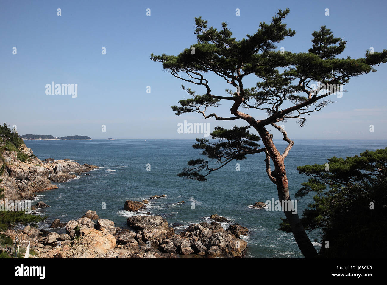 temple tree korea salt water sea ocean water red temple tree korea seas ...